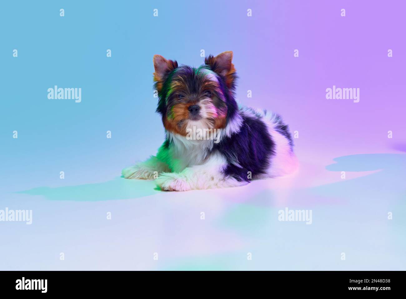 Studio image of cute little Biewer Yorkshire Terrier, dog, puppy calmly ...
