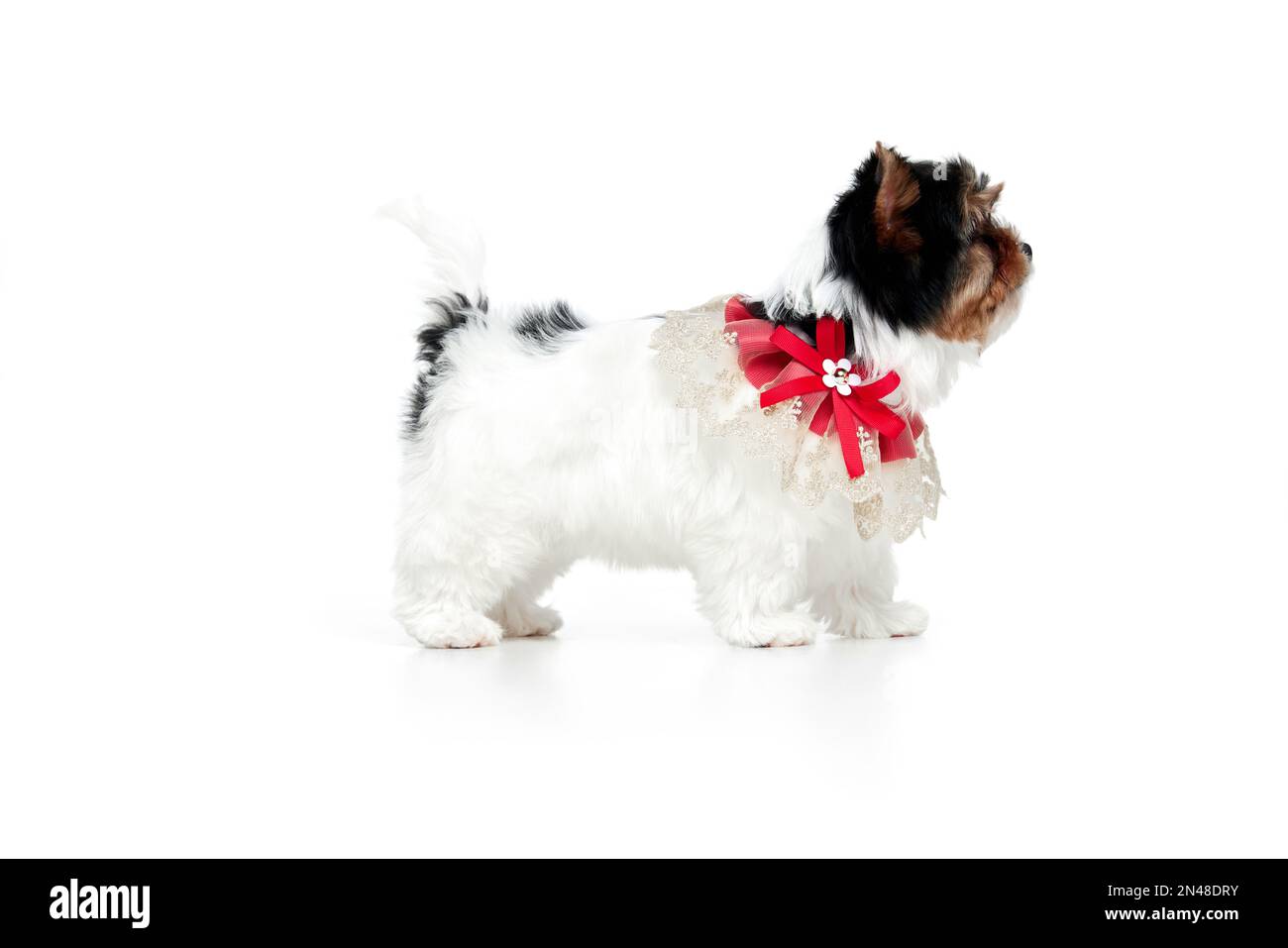 Side view. Studio image of cute little Biewer Yorkshire Terrier, dog ...