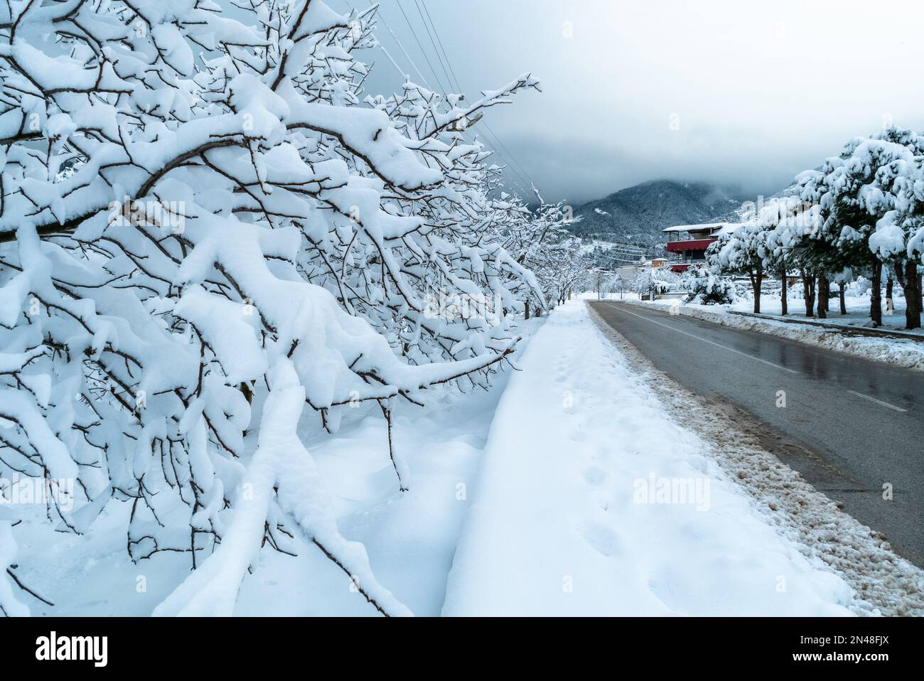 Tree road Snow winter white background blizzard frost. Snowy cold day ...