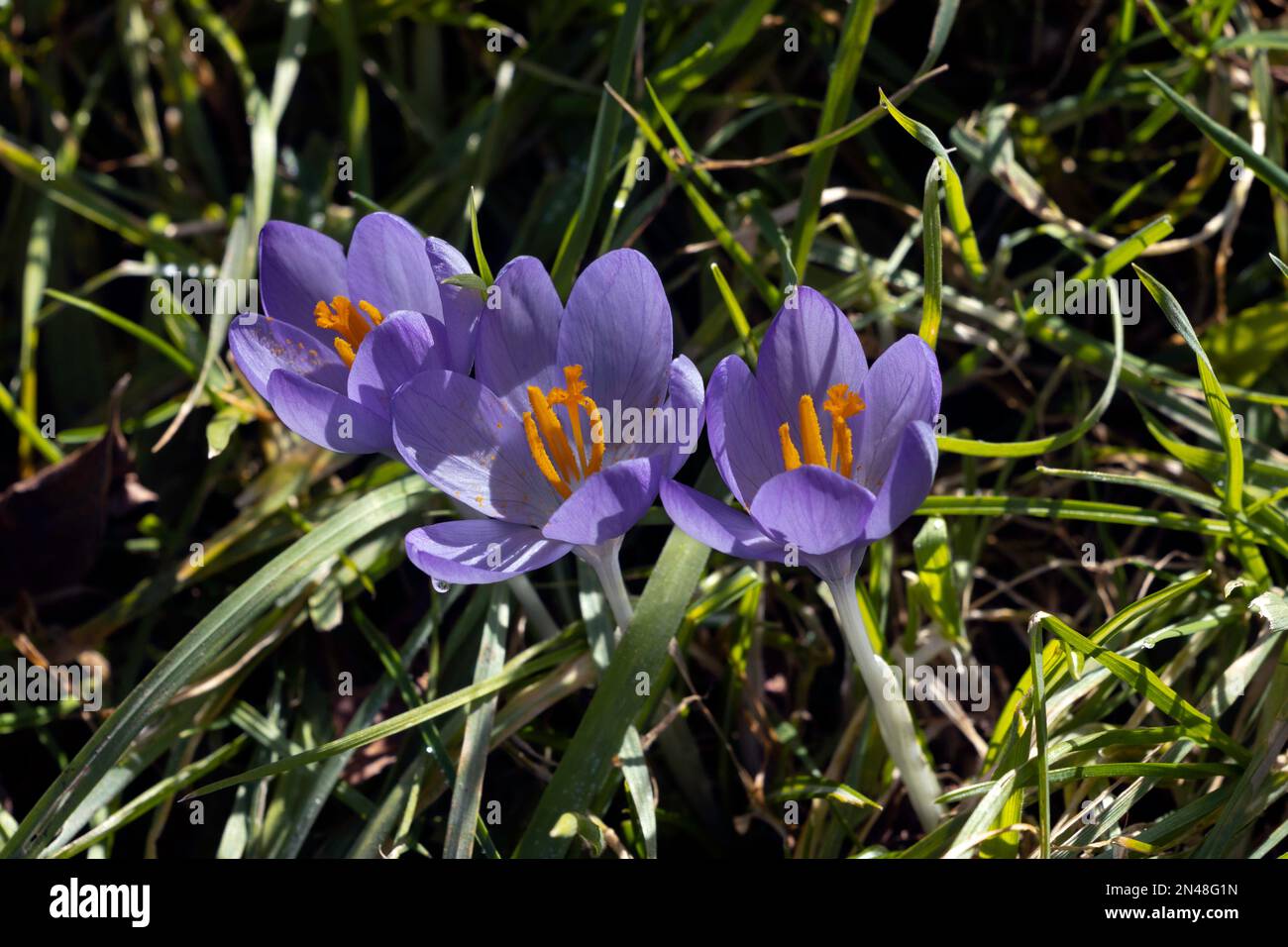 Three crocus flowers hi-res stock photography and images - Alamy