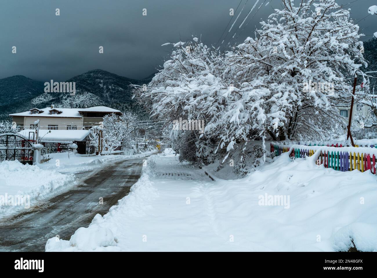 Tree Snow winter white background blizzard frost. Snowy cold day frozen ...