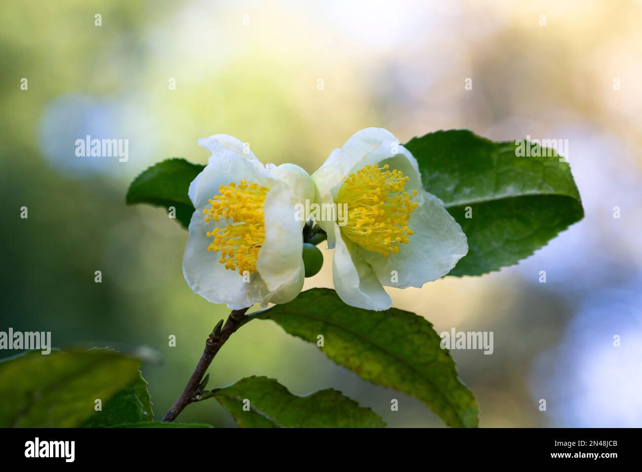 white tea bush flowers, Chinese camellia on a blurry background. All ...