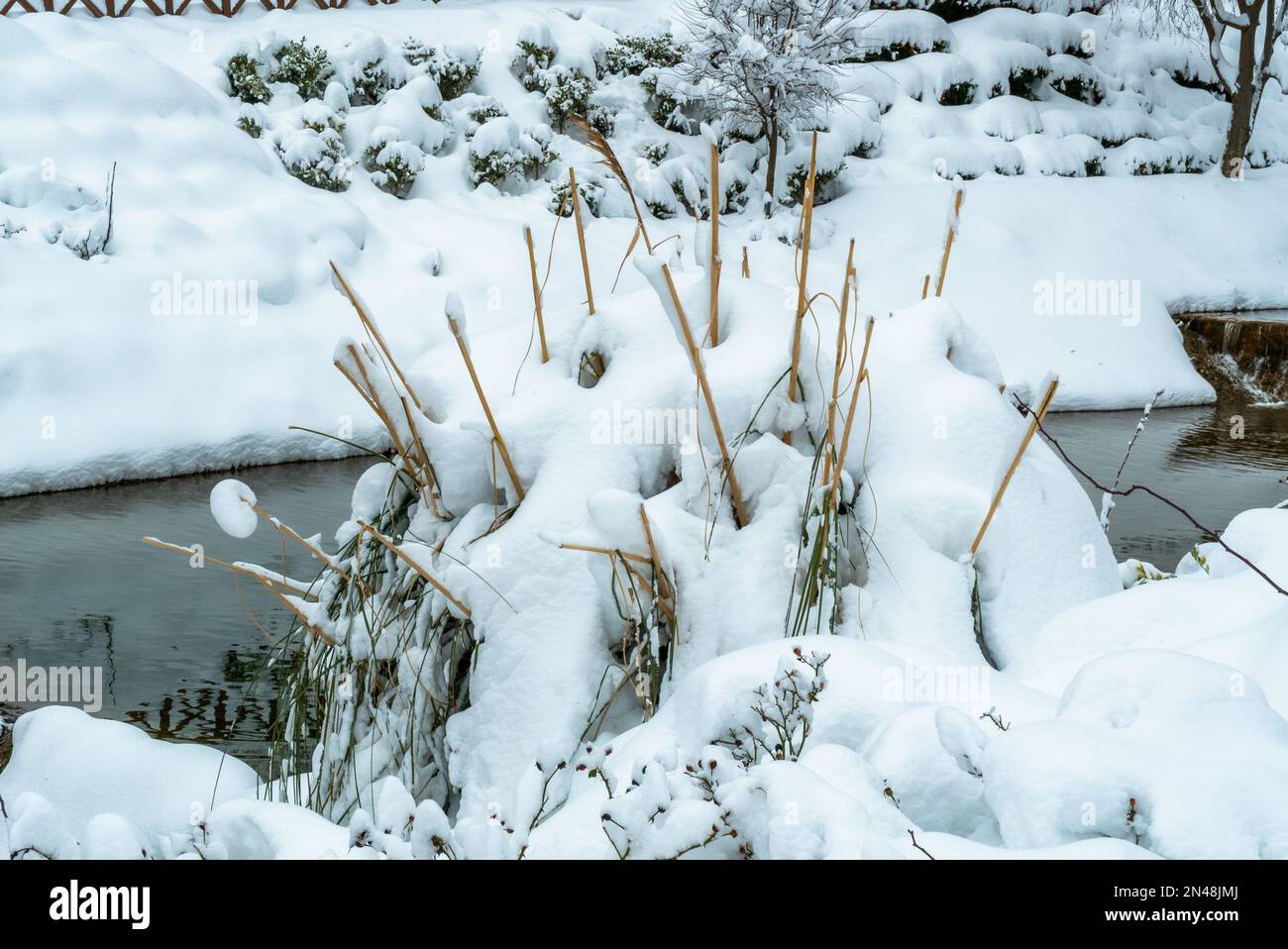 Plants covered with snow. After snowstorm ice and winter at cold ...
