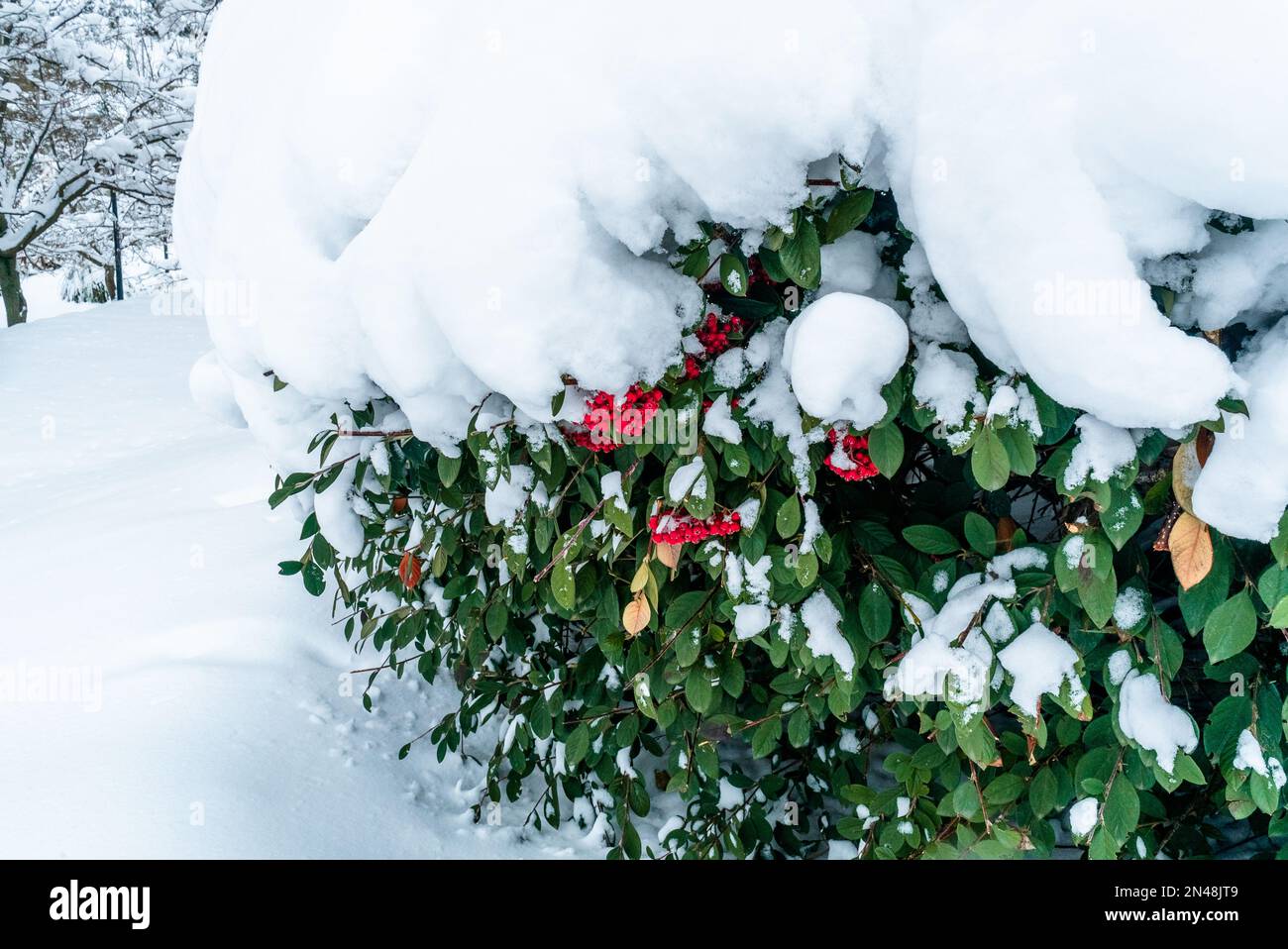 Close up Green foliage plant covered with snow. Winter time season red ...