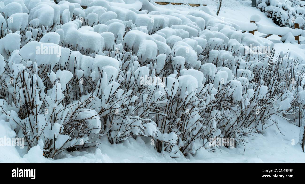 Frozen foliage hi-res stock photography and images - Alamy