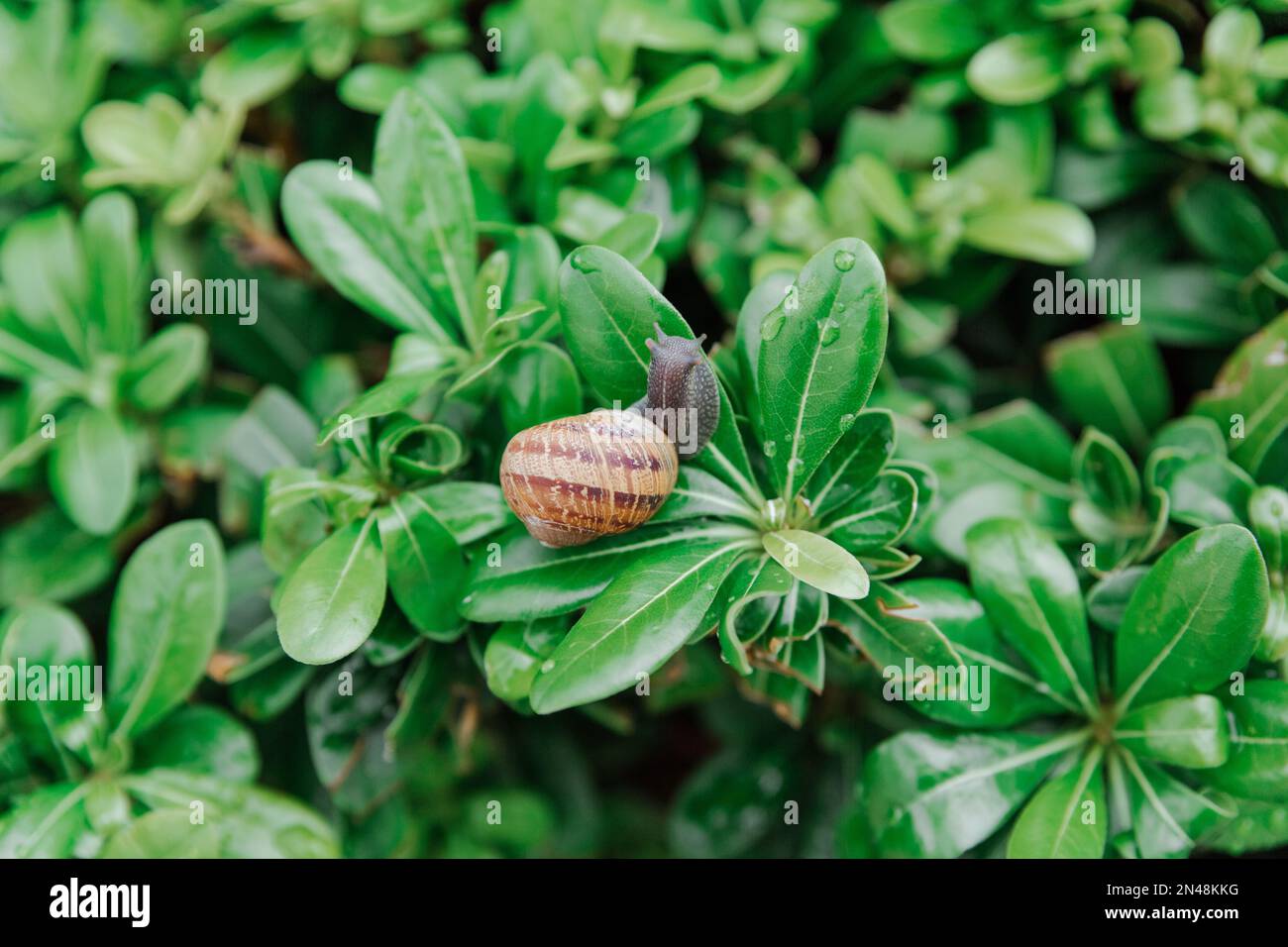 Big snail sitting on green leaves after rain. Achatina snail in nature ...