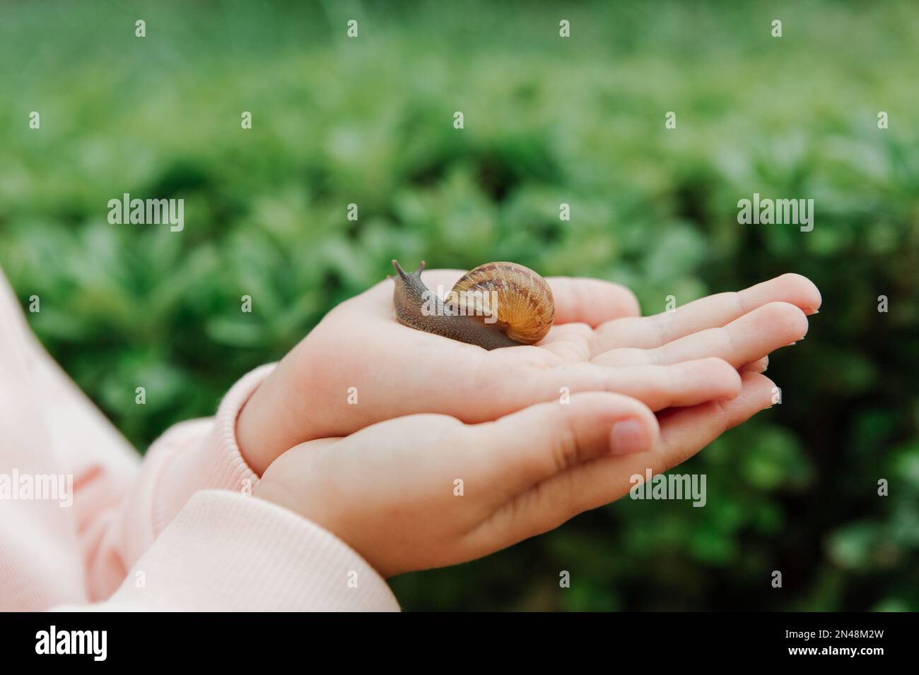 Little beautiful girl holding a big snail on her hand. Children and ...