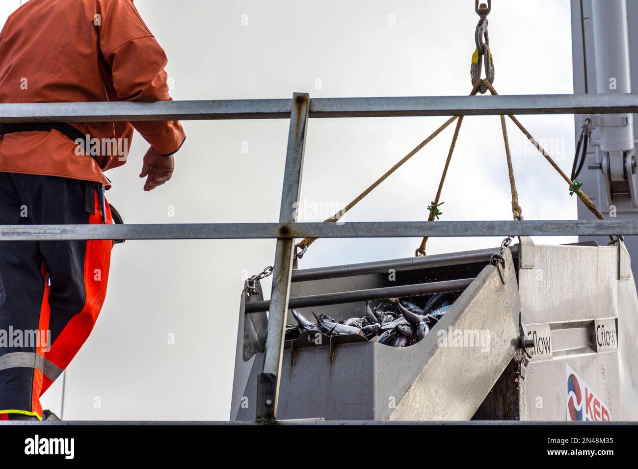 Unloading fish from the 'Antarctic' super trawler in Killybegs, County ...