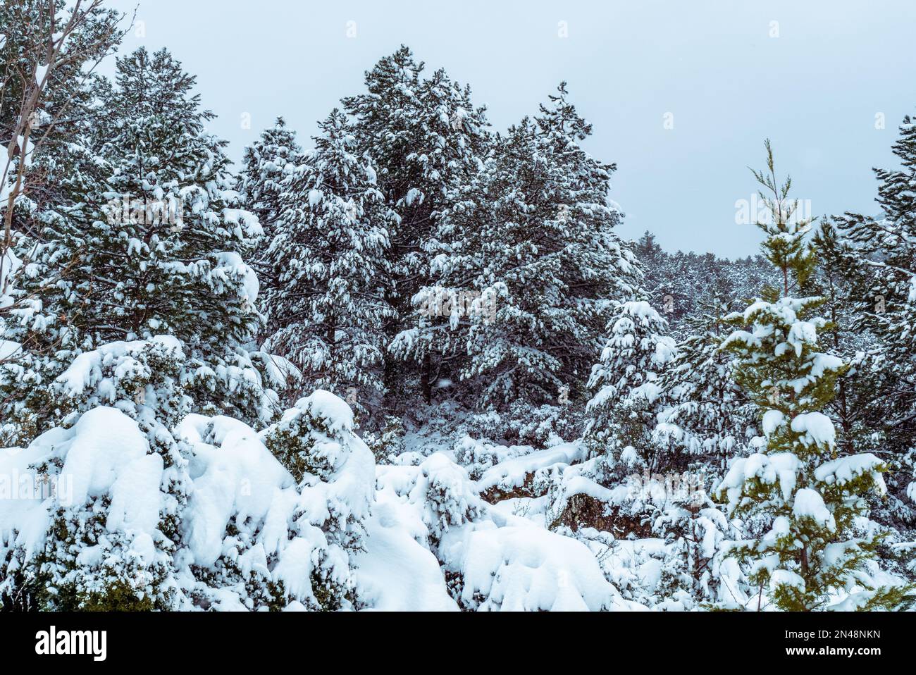 Snow winter white background blizzard frost. Snowy cold day frozen ...
