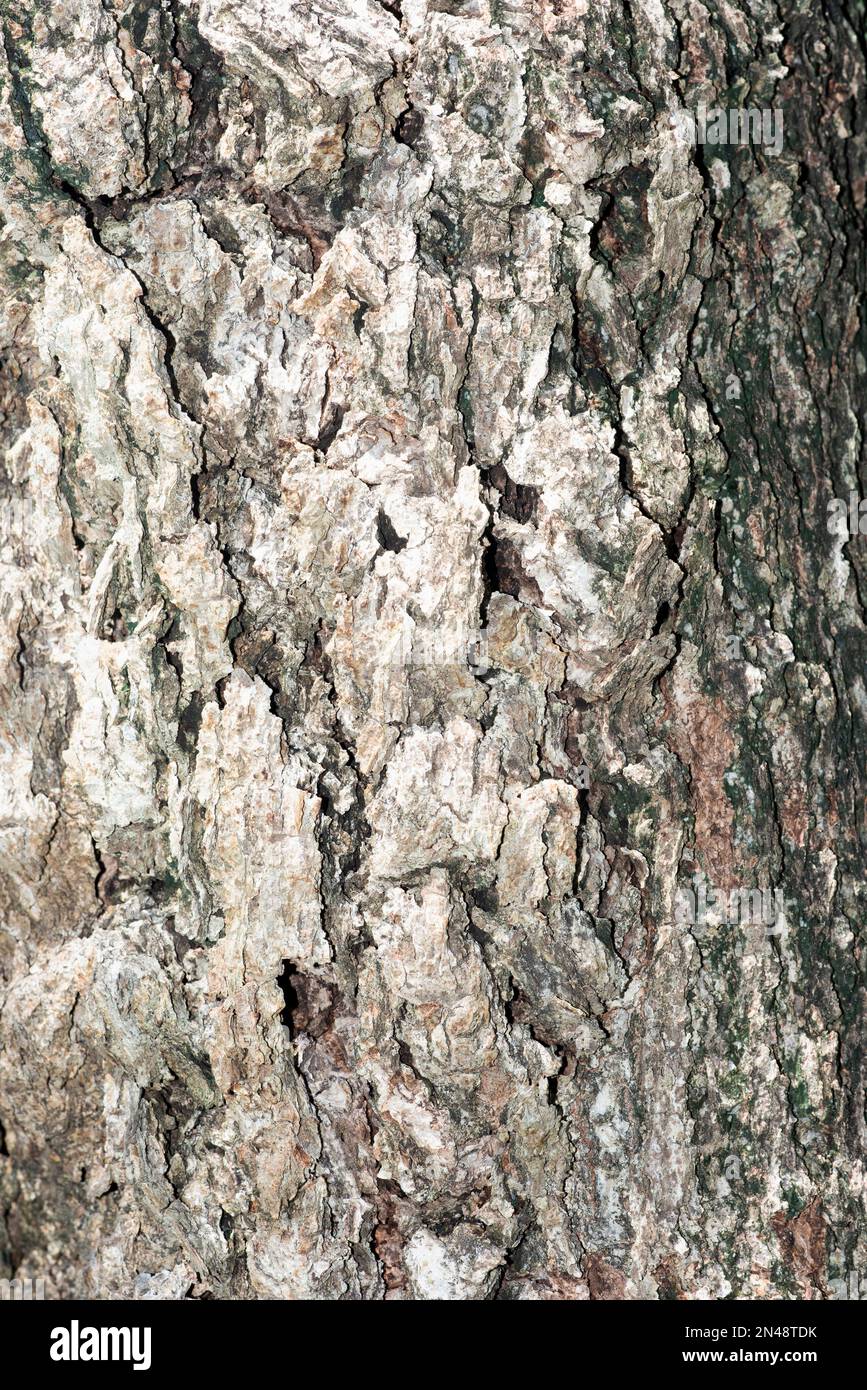 A full-field vertical shot of the trunk of a tropical tree in Yucatan ...