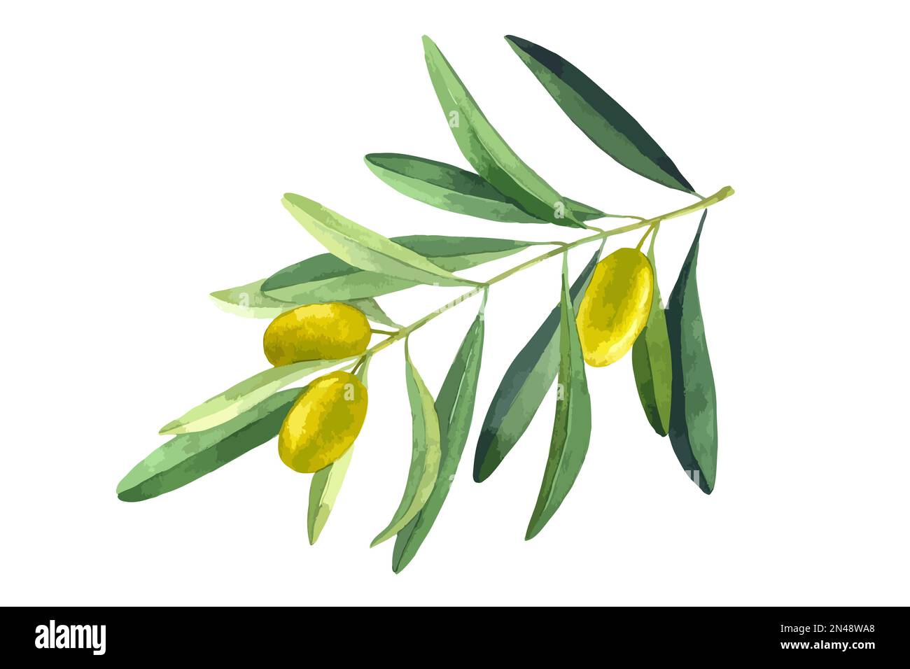 Olive Botanical