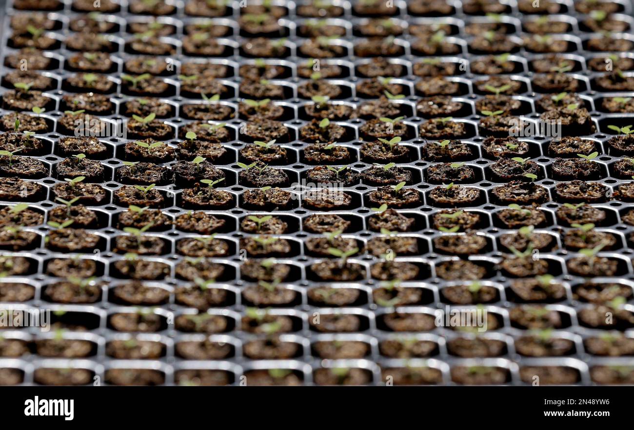 In this Aug. 14, 2014 photo, a unique variety of tobacco seedlings ...