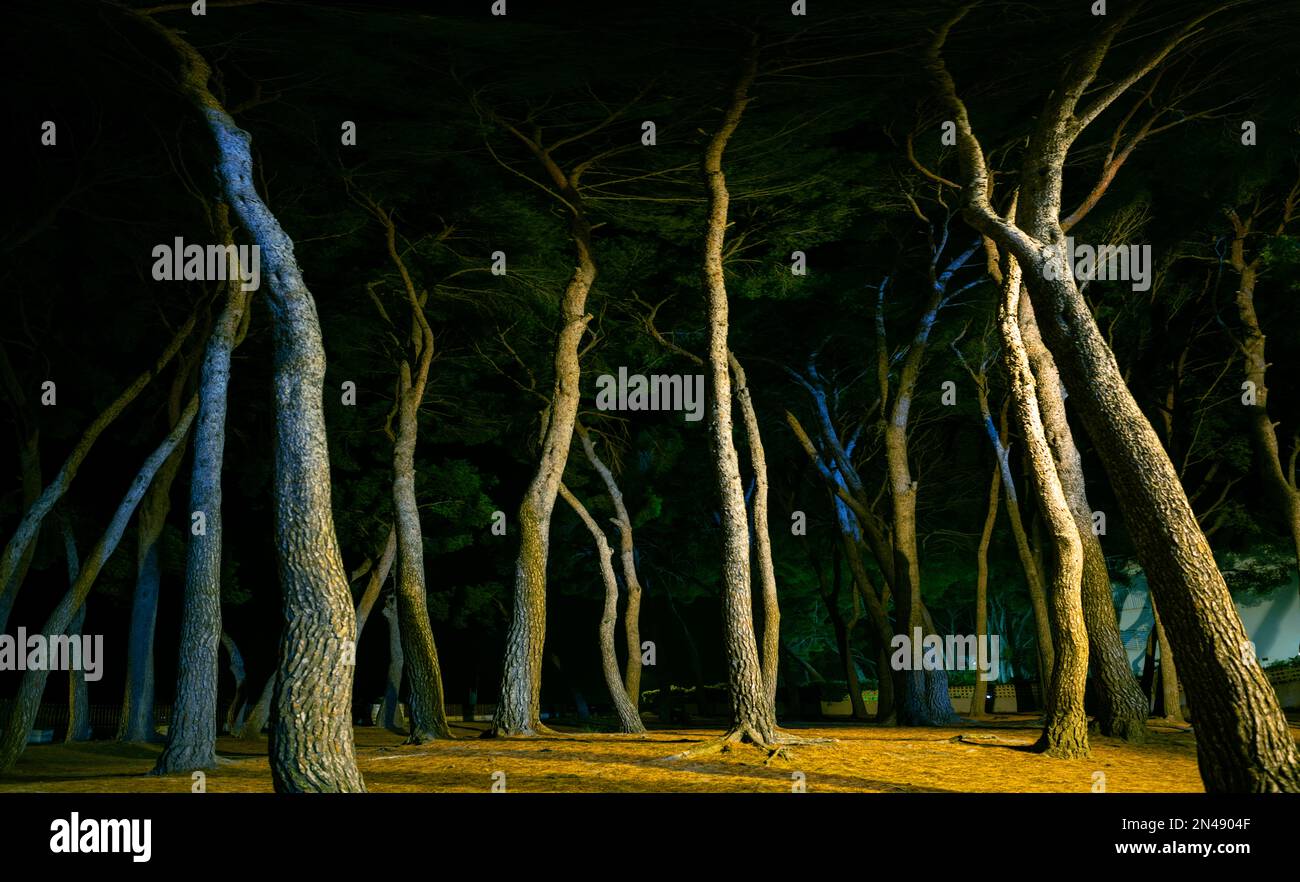 tree trunks in the parks at night lit by a flashlight Stock Photo - Alamy