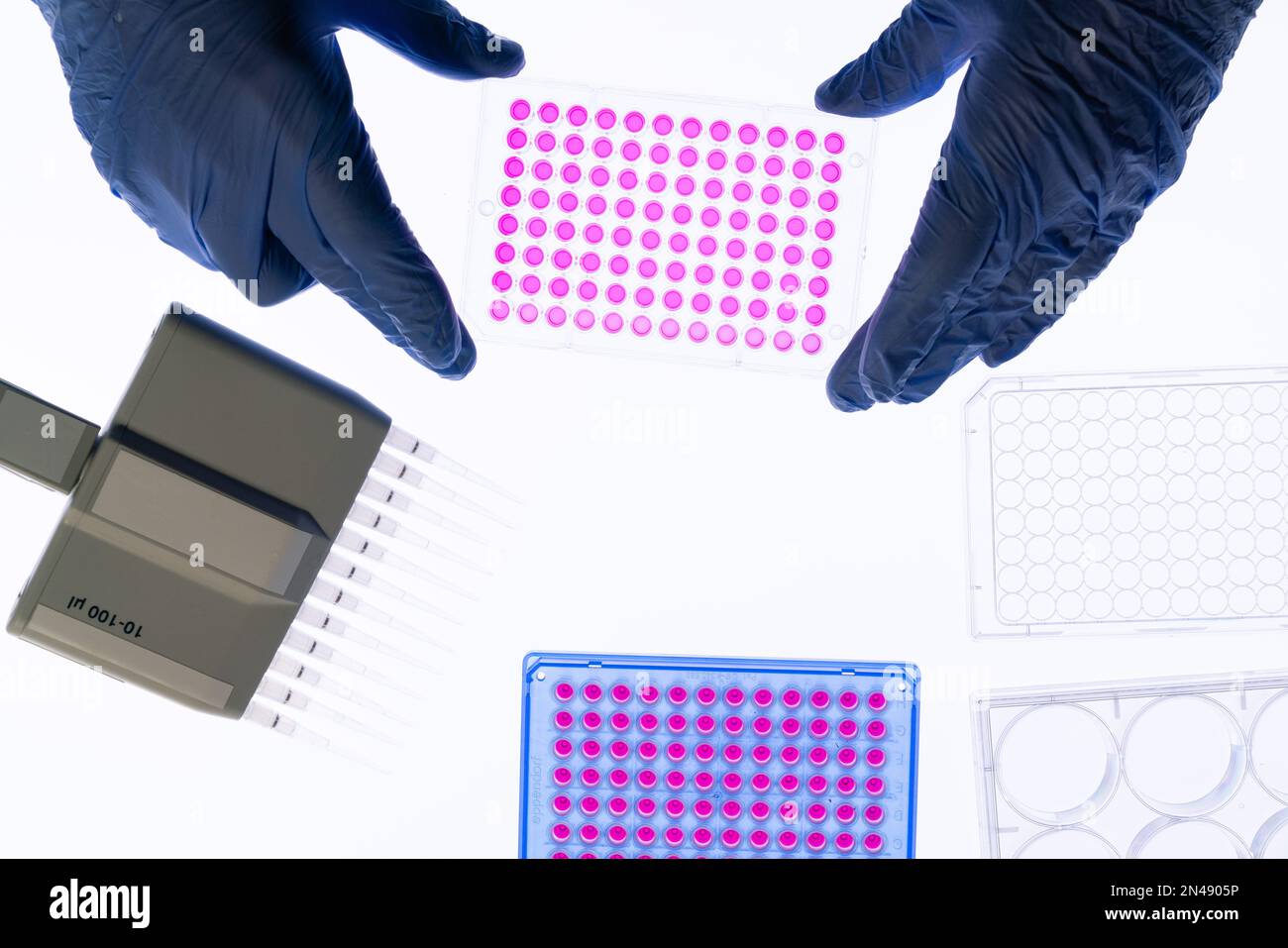 96 well plate in the laboratory of experimental genetics of the ...