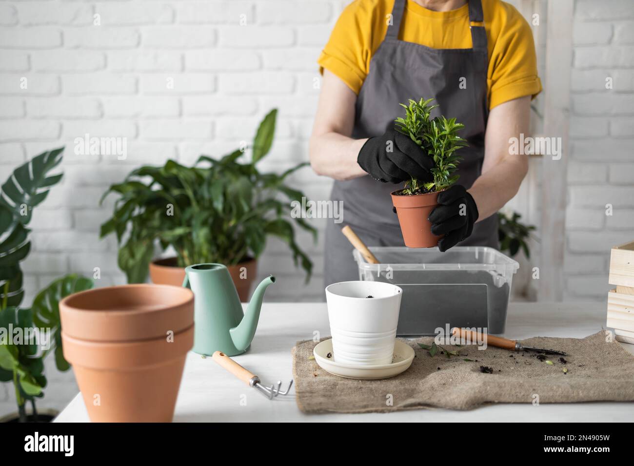 Close-up spring houseplant care, repotting houseplants. Waking up ...
