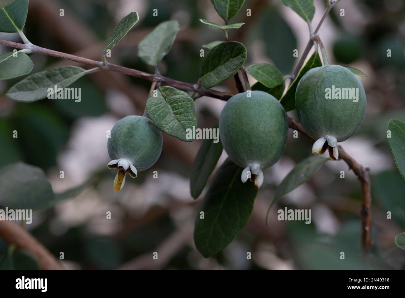 Ripe feijoa fruits on a tree in garden lat. Acca sellowiana . Fresh ...