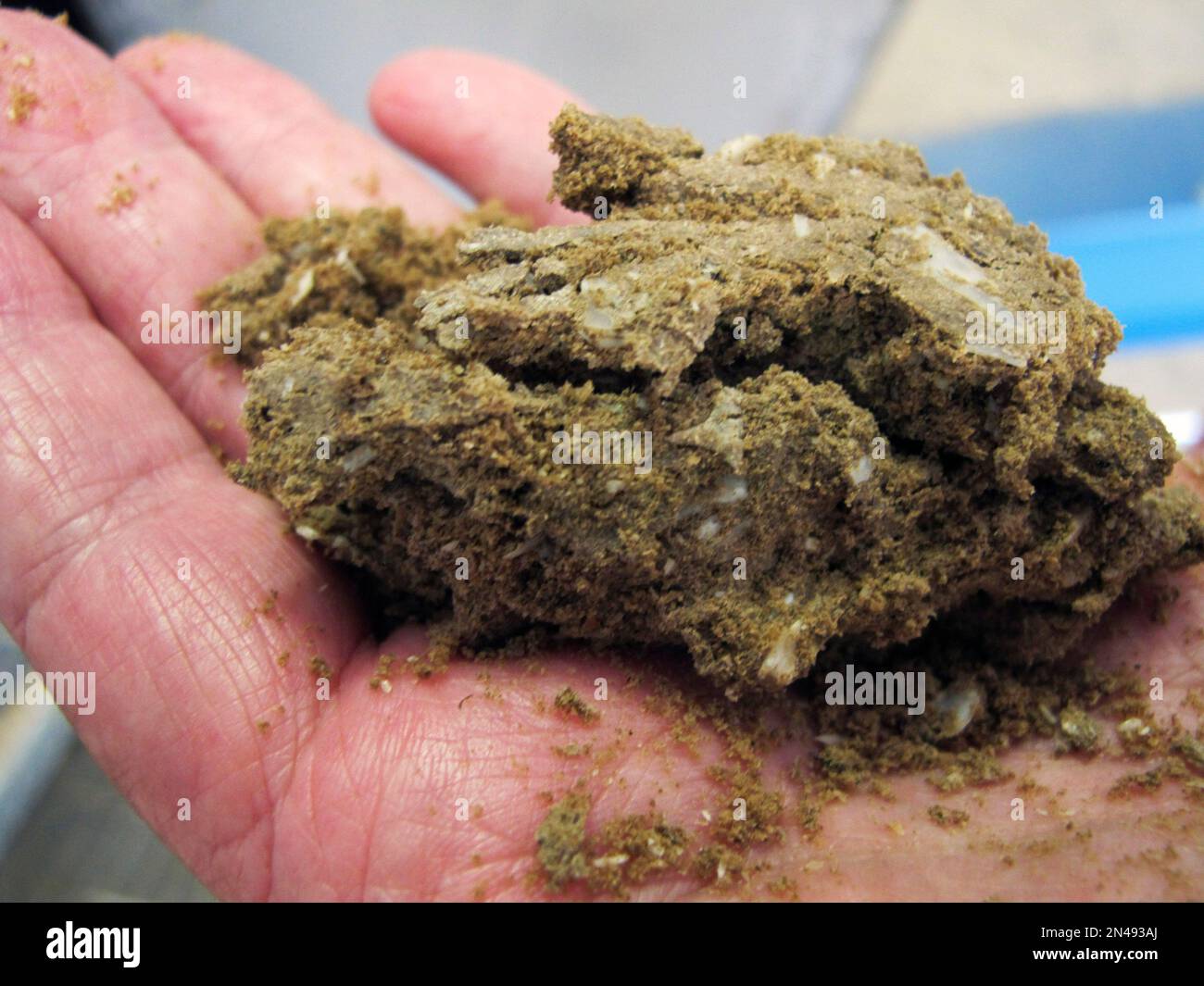 In this July 16, 2014 photo, Asian carp nears the end of its conversion ...