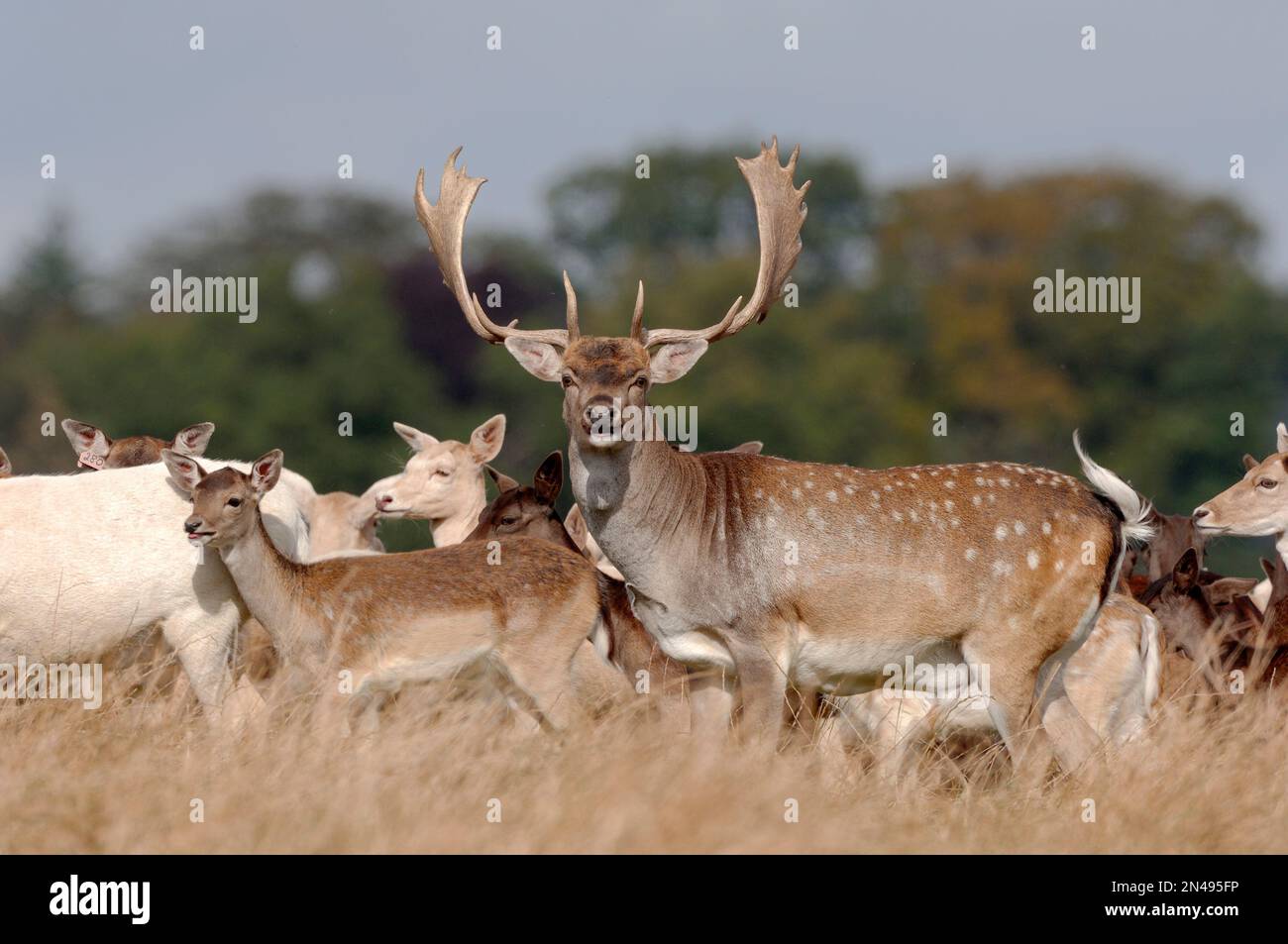 Fallow Deer (Dama dama) herd with stag and does in late summer, Fife ...