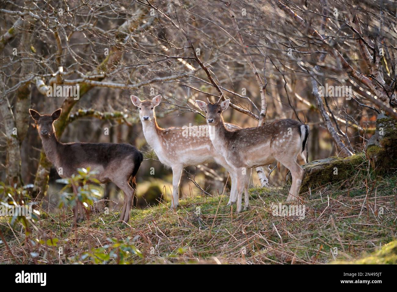Fallow Deer (Dama dama) immature animals in spring, Isle of Mull ...