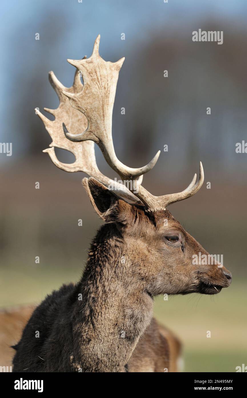 Scottish deer hi-res stock photography and images - Alamy