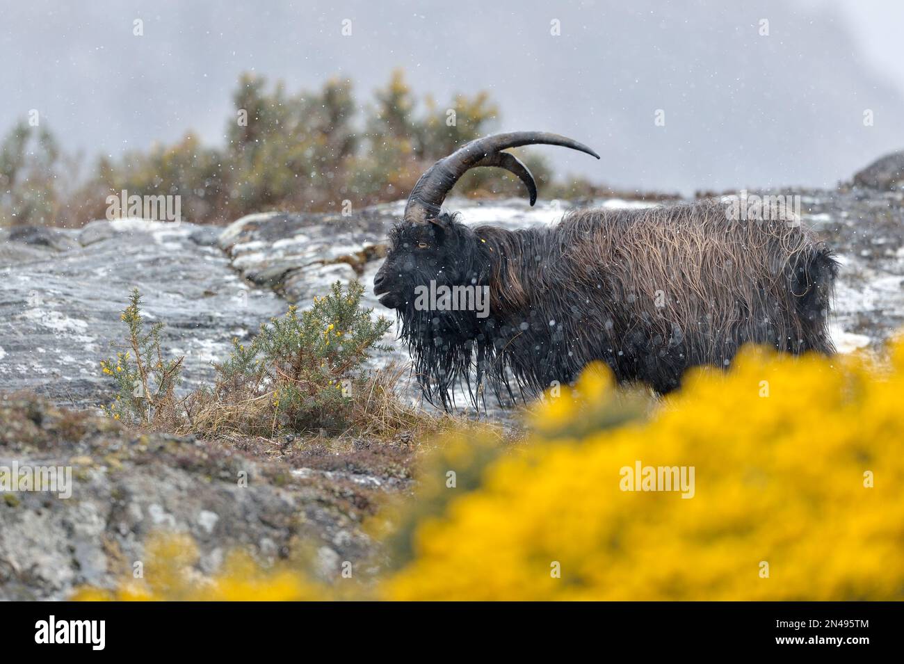 Feral Goat (Capra hircus) mature male billy goat behind gorse bush ...