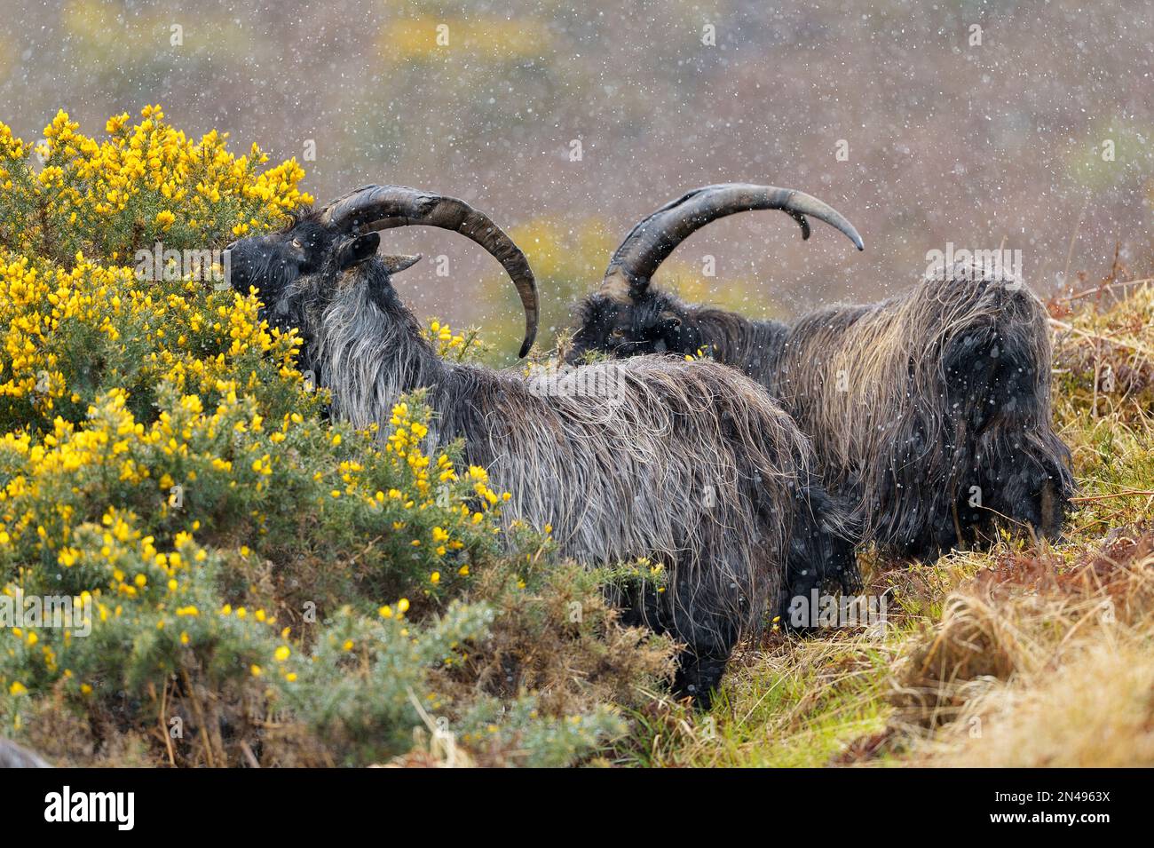 Male feral goat hi-res stock photography and images - Alamy