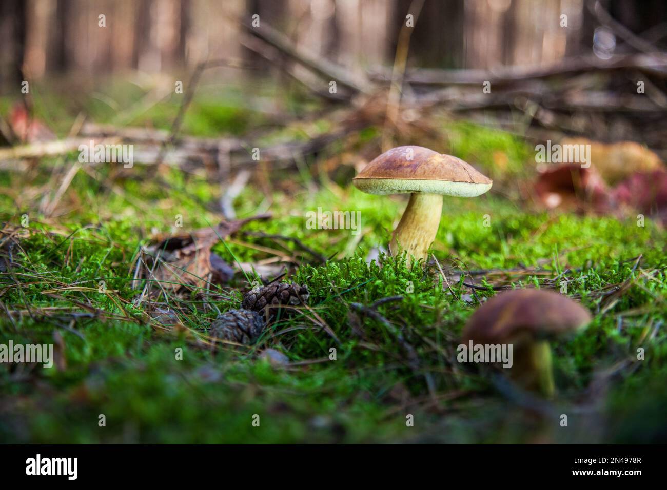 The bay boletes in the forest. Imleria badia Stock Photo - Alamy