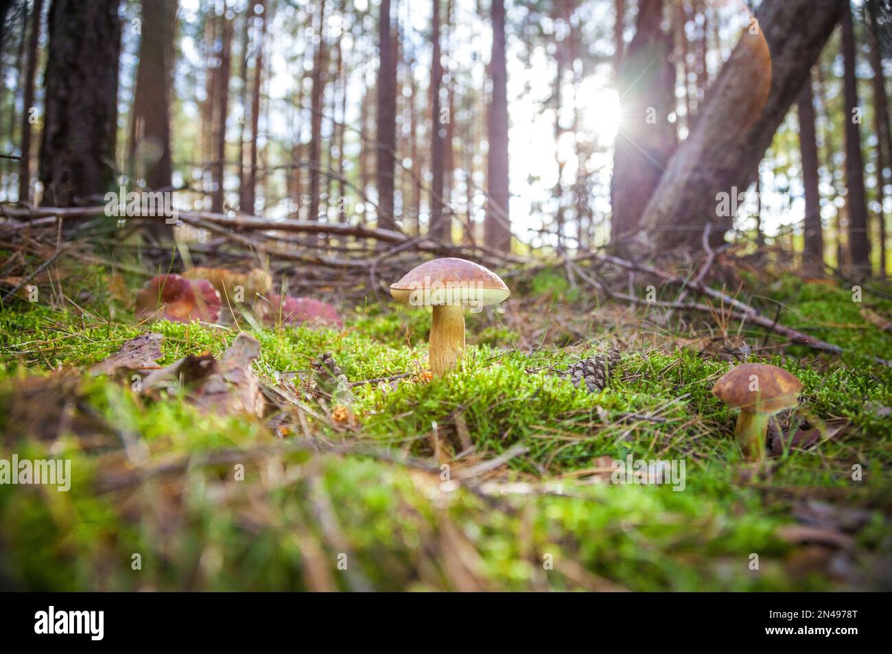 The bay boletes in the forest. Imleria badia Stock Photo - Alamy
