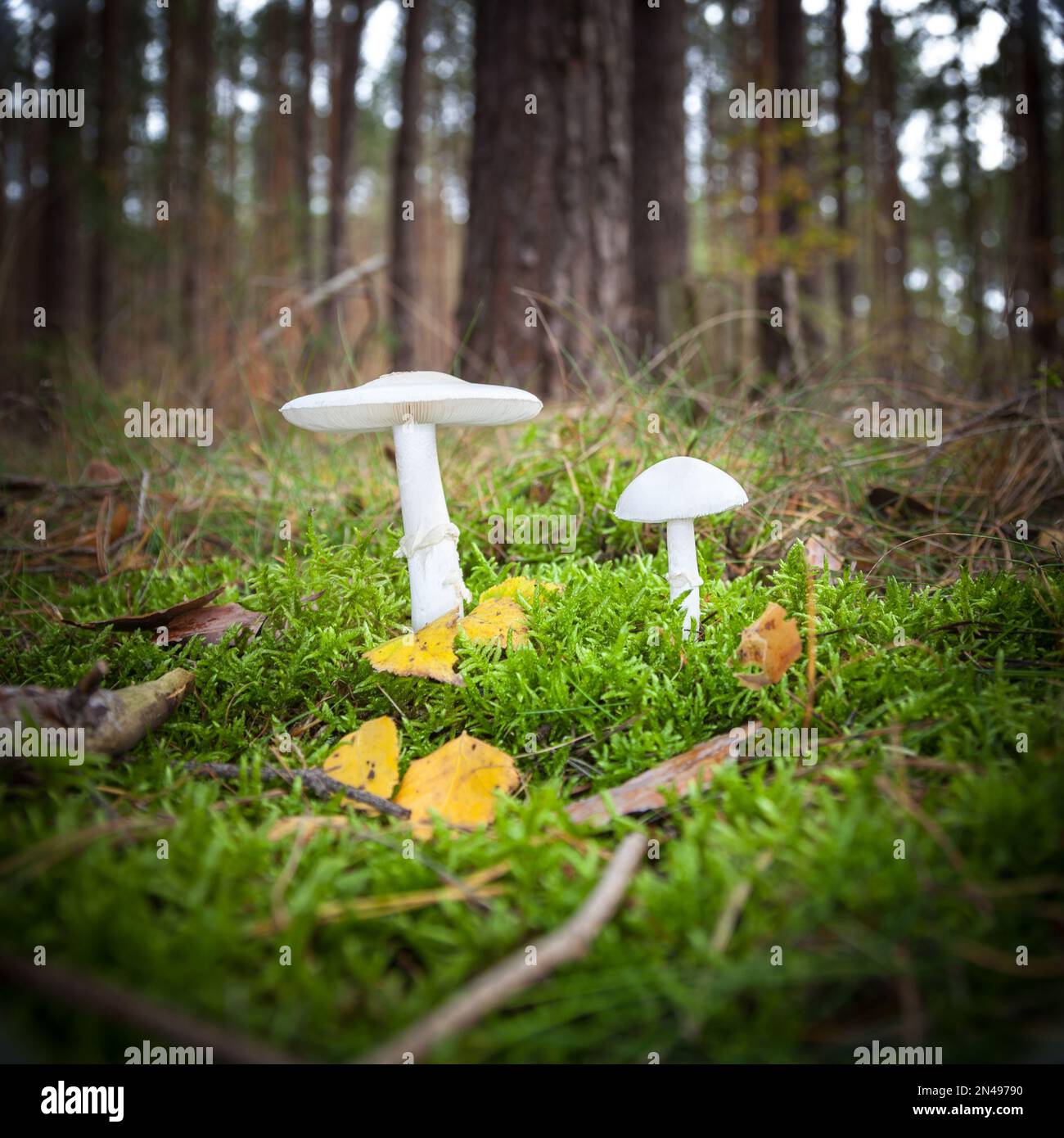 A closeup of Amanita verna, commonly known as the fool's mushroom ...