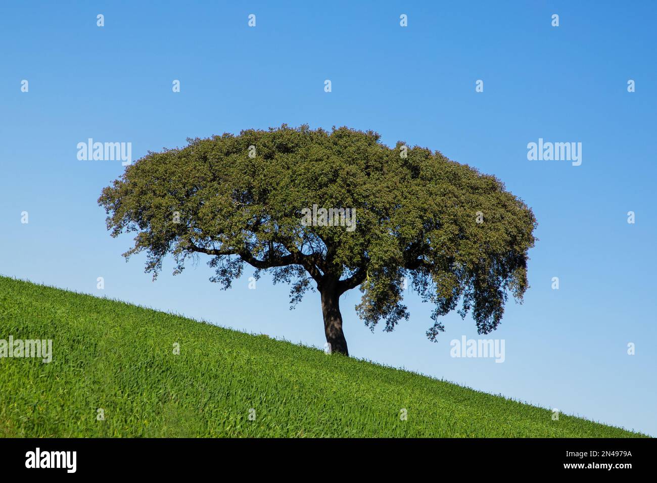 Landscape of a tree on a hill slope and blue sky, Quercus suber Stock ...
