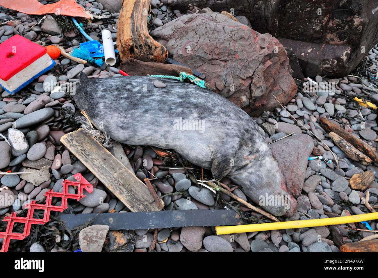 Grey Seal (Halichoerus grypus) dead pup killed by the effects of rough ...