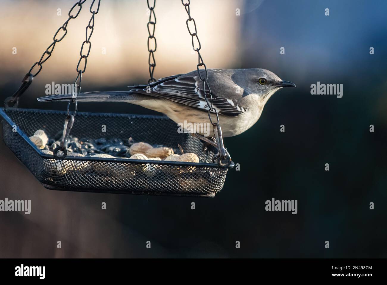 Northern Mockingbird at backyard feeder Stock Photo - Alamy