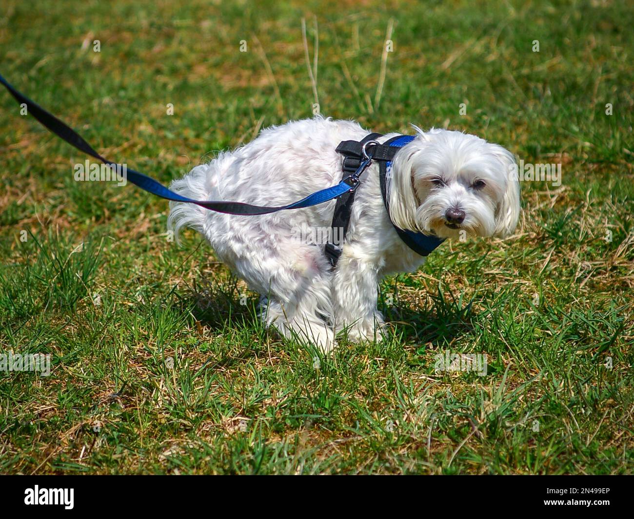 Dog pooping lawn hi-res stock photography and images - Alamy