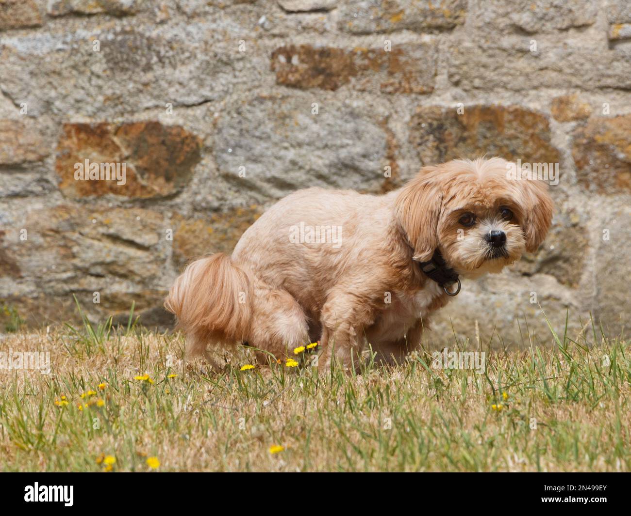 A cute Lhasa Apso dog pooping on the grass in front of a brick wall ...