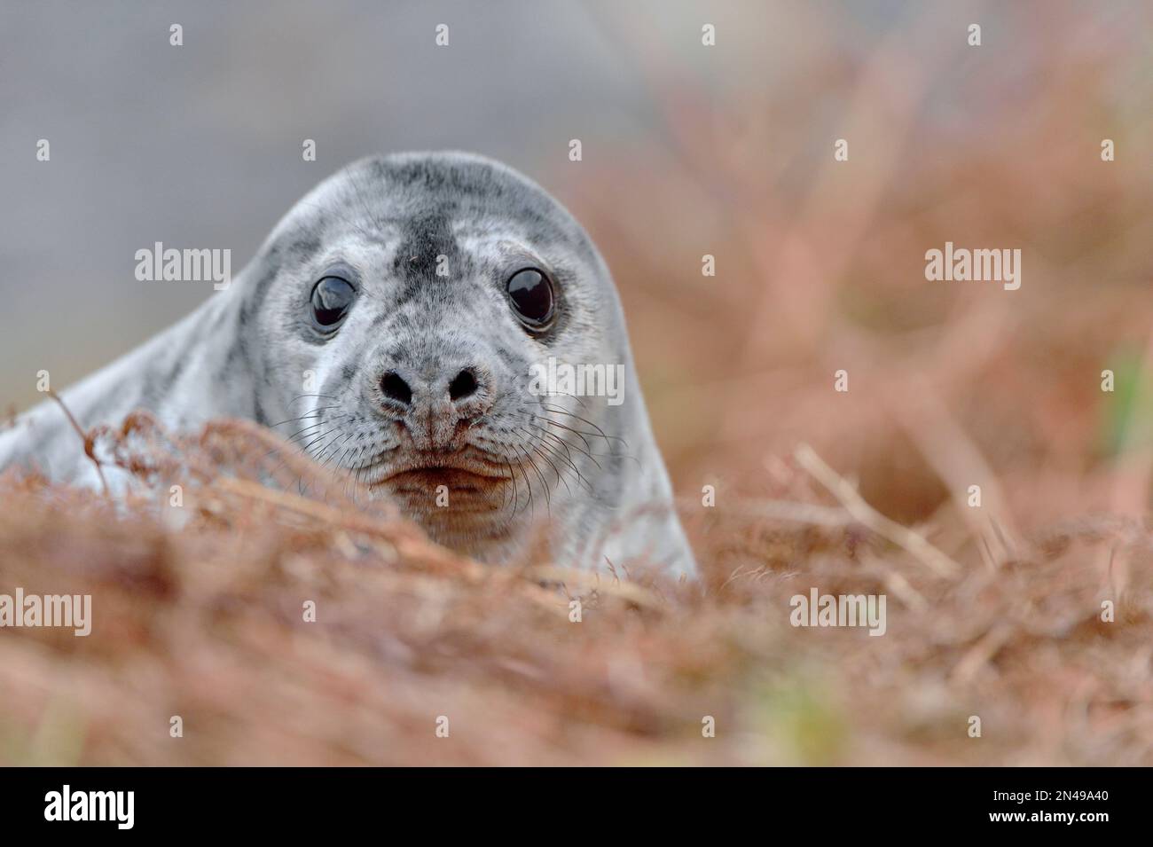 Grey Seal (Halichoerus grypus) grey coat pup close to weaning, on upper ...