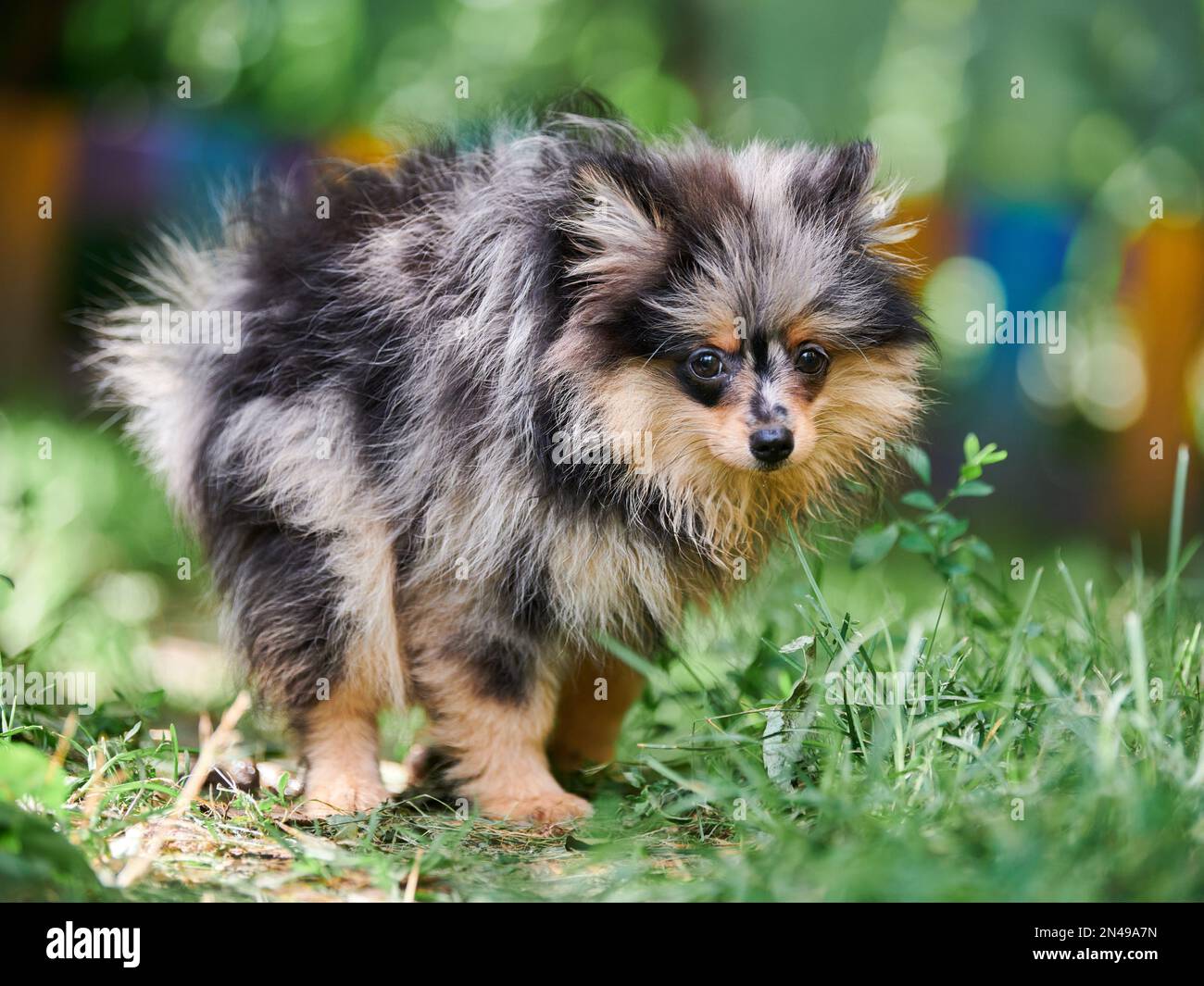 An adorable Pomeranian spitz pooping on the grass Stock Photo - Alamy