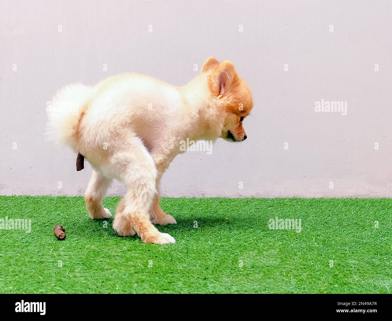A cute Pomeranian spitz dog pooping on the grass with a white wall on ...
