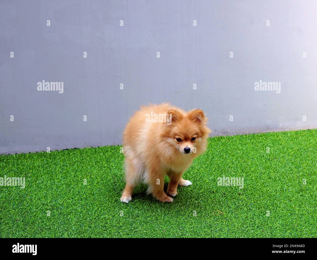 A cute Pomeranian spitz dog pooping on the grass in front of gray wall ...