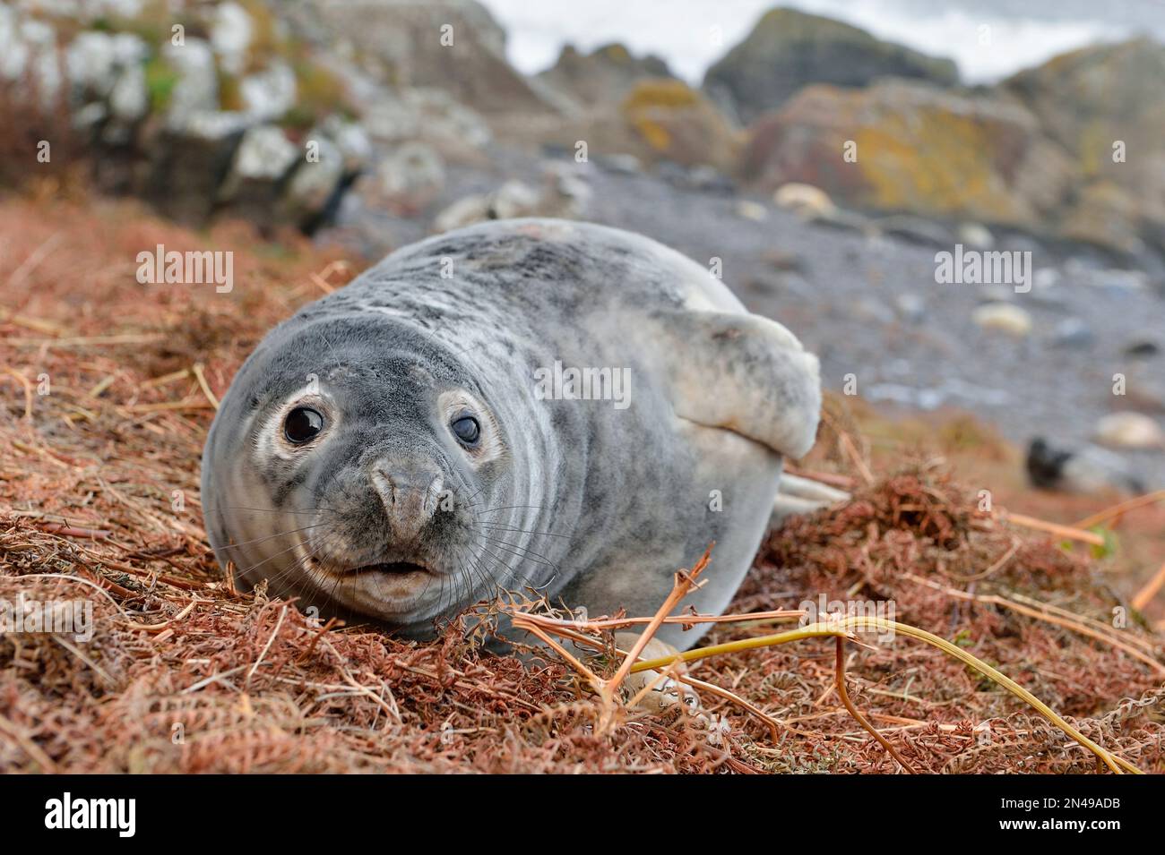 Grey Seal (Halichoerus grypus) grey coat pup close to weaning, on upper ...