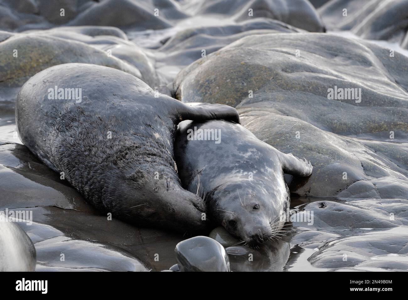 Grey Seal (Halichoerus grypus) pair, cow and bull, displaying courting ...