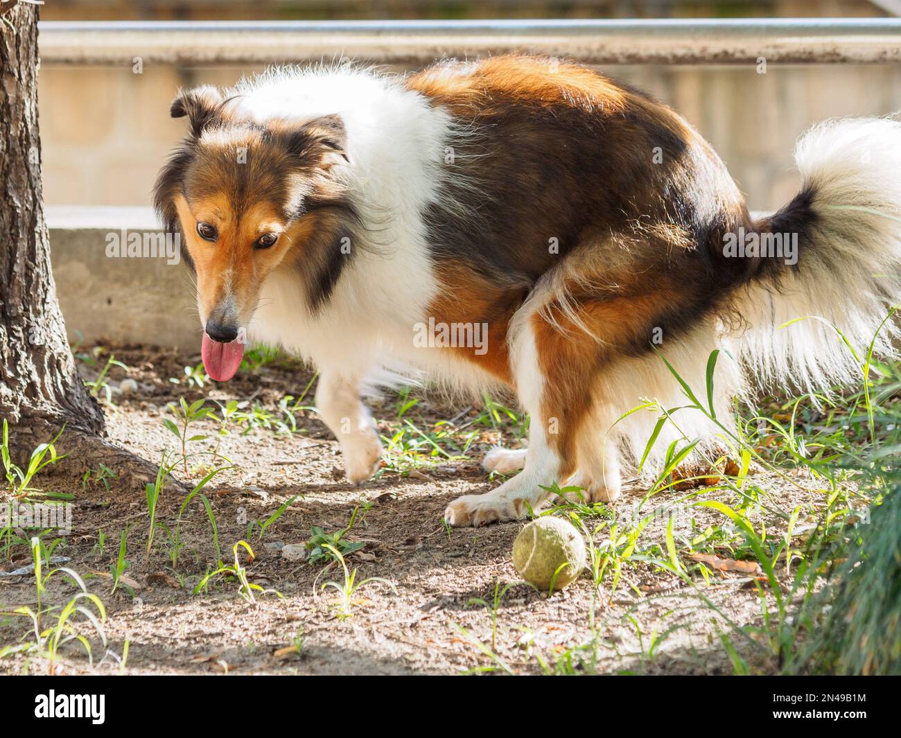 Young pooping hi-res stock photography and images - Alamy