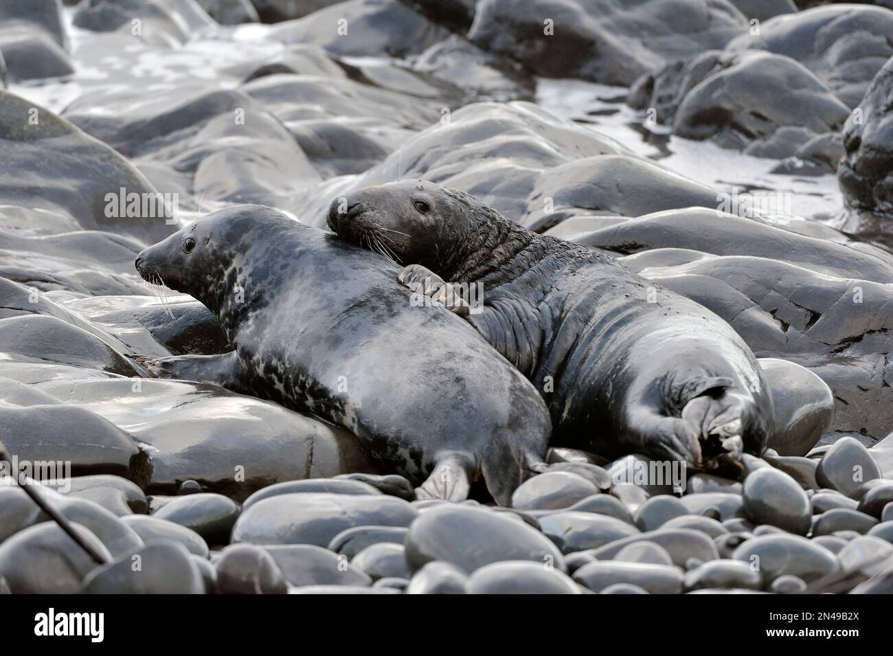 Grey Seal (Halichoerus grypus) pair, cow and bull, displaying courting ...