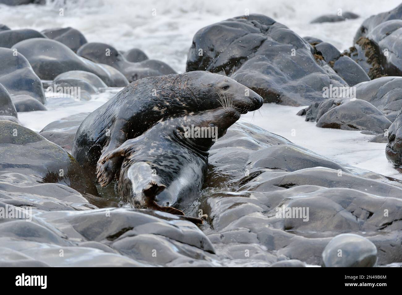Grey Seal (Halichoerus grypus) pair, cow and bull, displaying courting ...