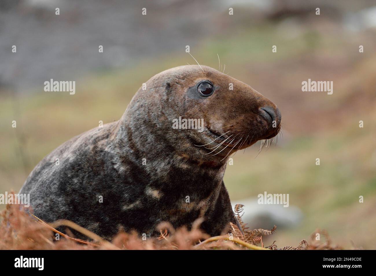 Grey Seal (Halichoerus grypus) bull hauled up on upper shore, St Abbs ...