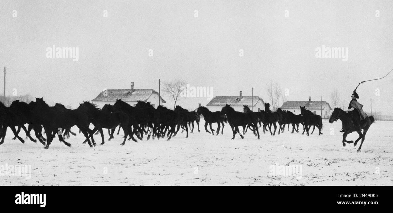 Cape flying, whip whistling, a cowboy in traditional dress of Hortobagy ...