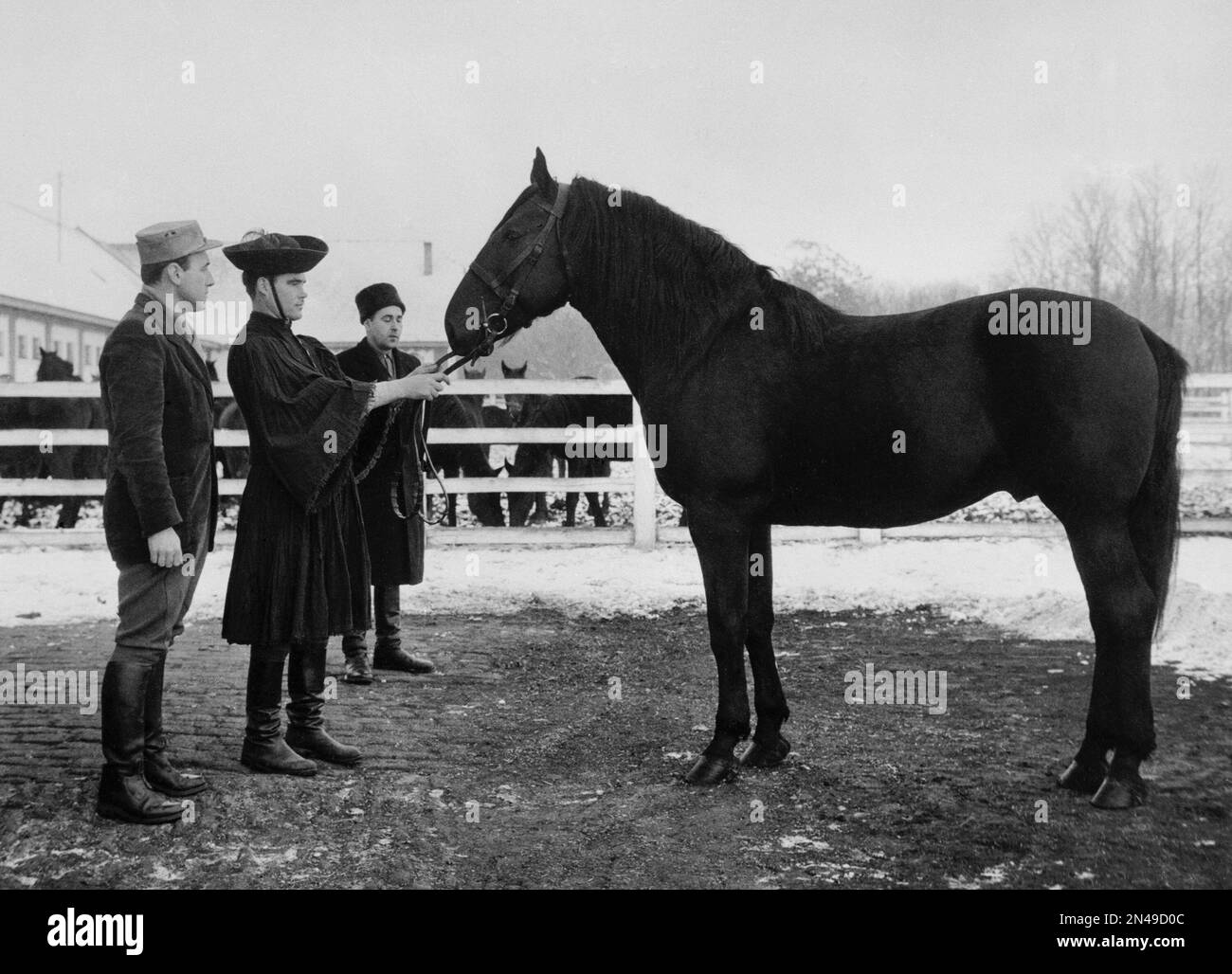 Stock breeders and a cowboy in traditional dress examine a registered ...