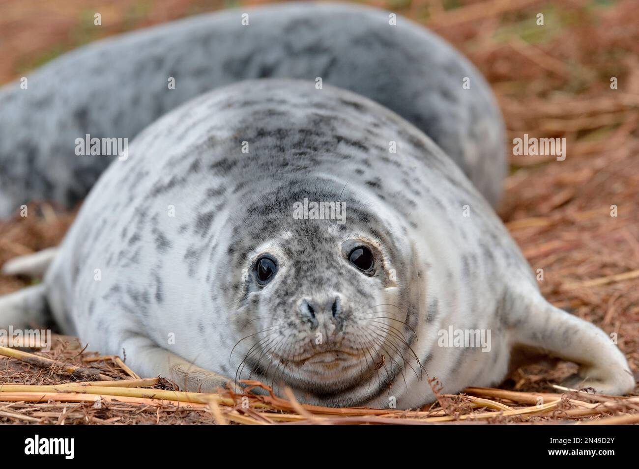 Grey Seal (Halichoerus grypus) grey coat pup close to weaning, on upper ...