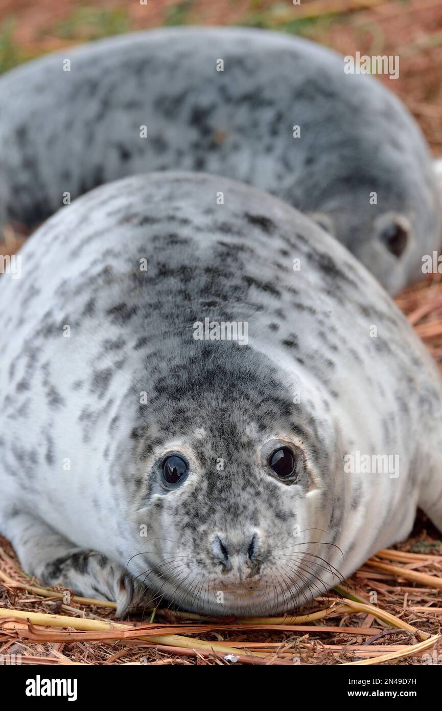 Grey Seal (Halichoerus grypus) grey coat pup close to weaning, on upper ...