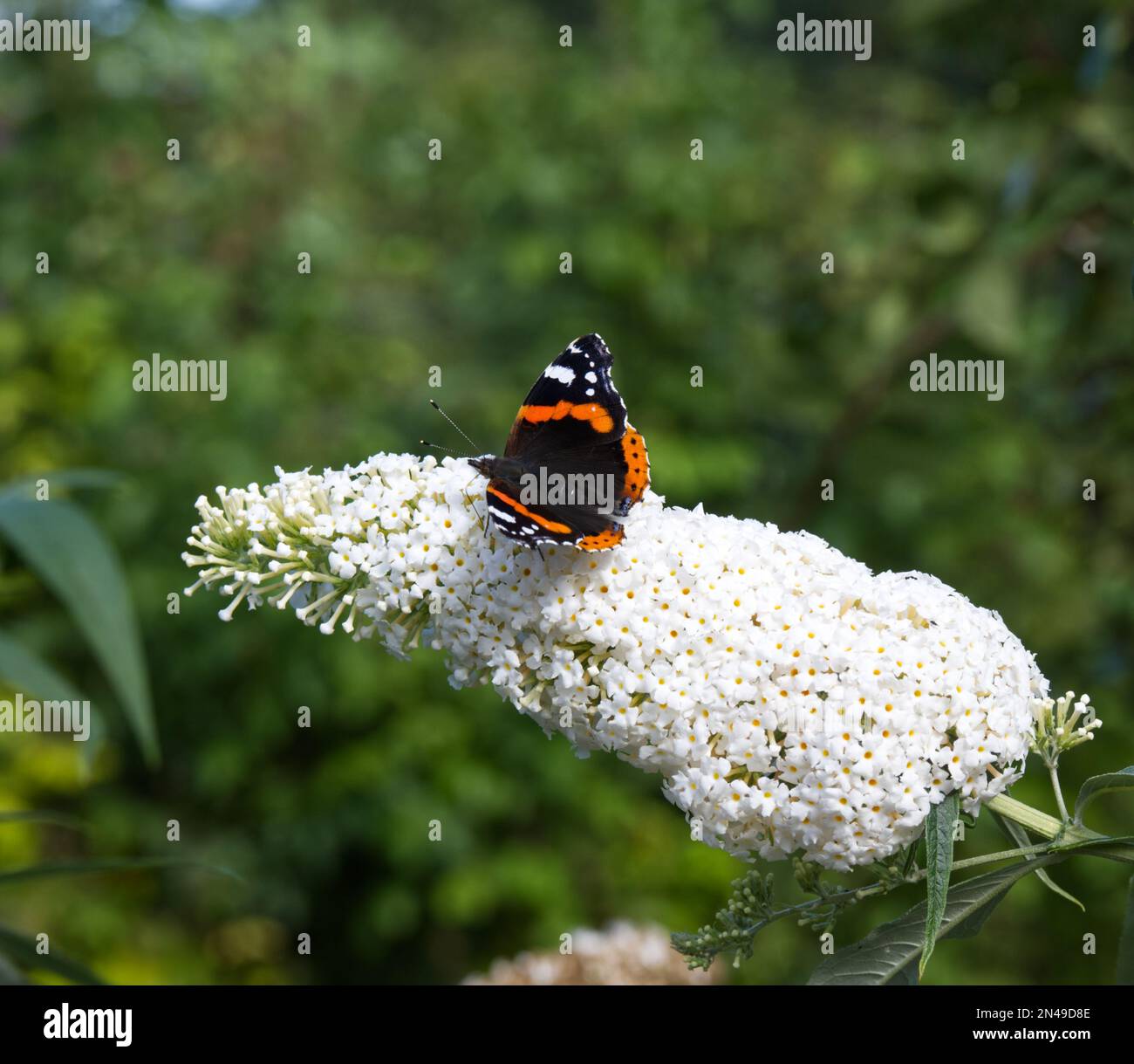 Red Admiral butterfly Vanessa atalanta on white buddleja (also known as ...
