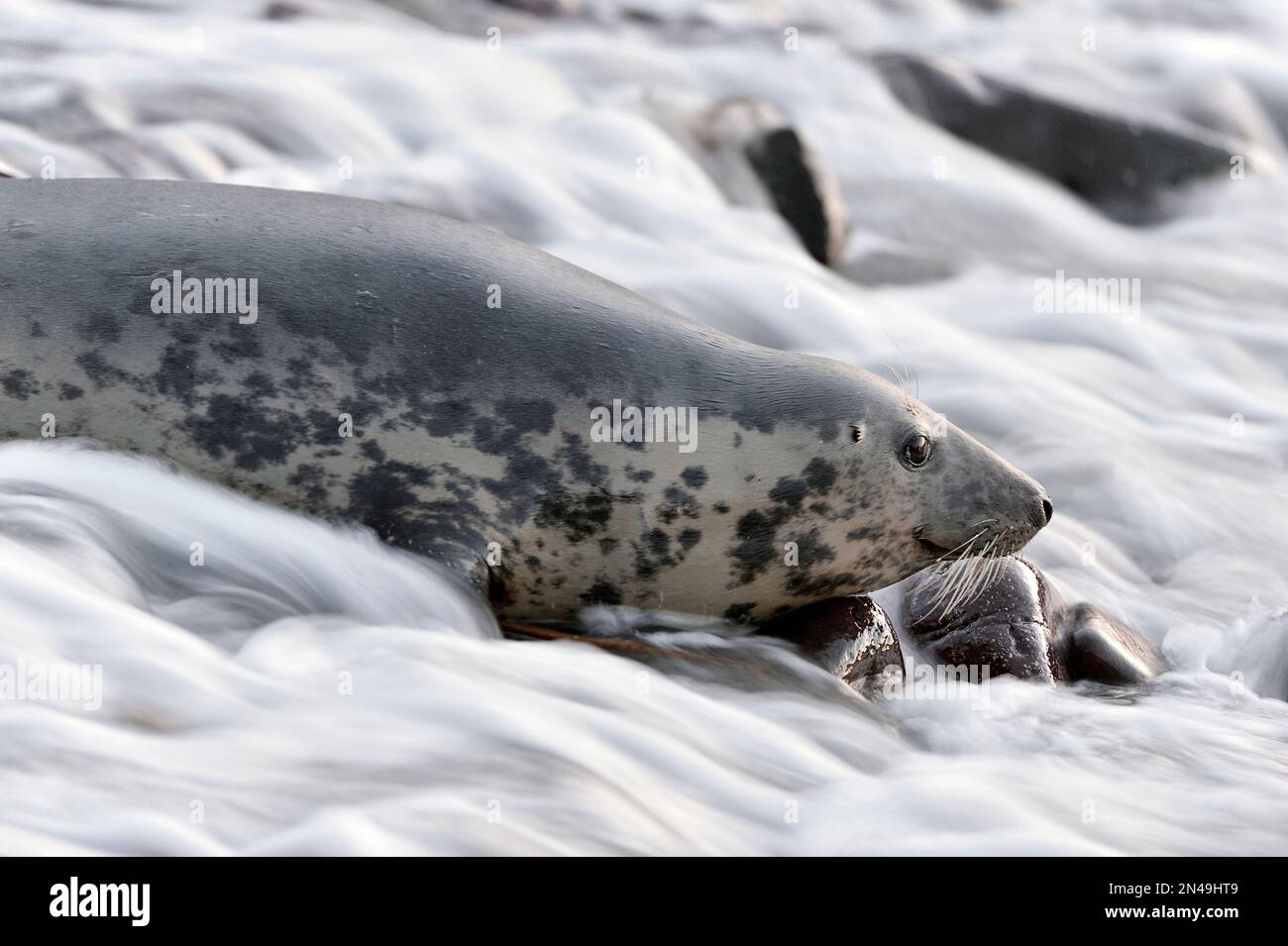 Grey Seal (Halichoerus grypus) cow / female on shore photographed with ...